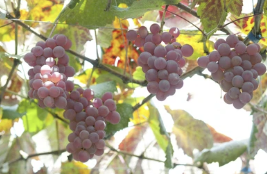 Japan’s Koshu Wine Grapes: A Secret in the Wine World – Wine Not by Teri